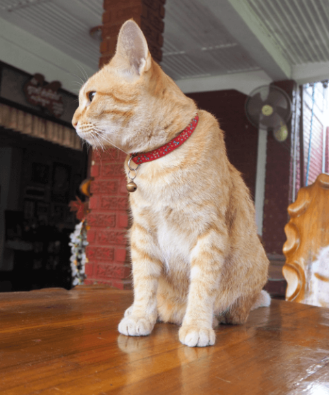 Spring Valley Veterinary Hospital Patient Gallery | Vet Clinic In ...