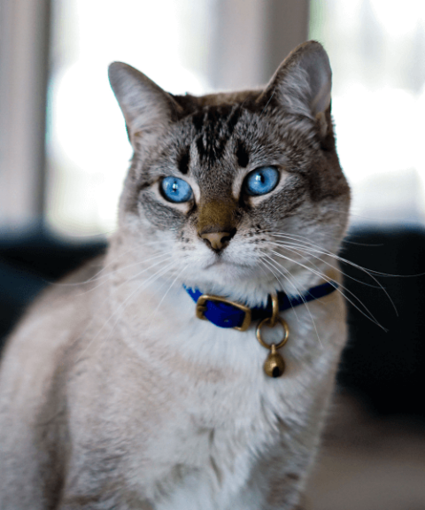 Spring Valley Veterinary Hospital Patient Gallery | Vet Clinic In ...