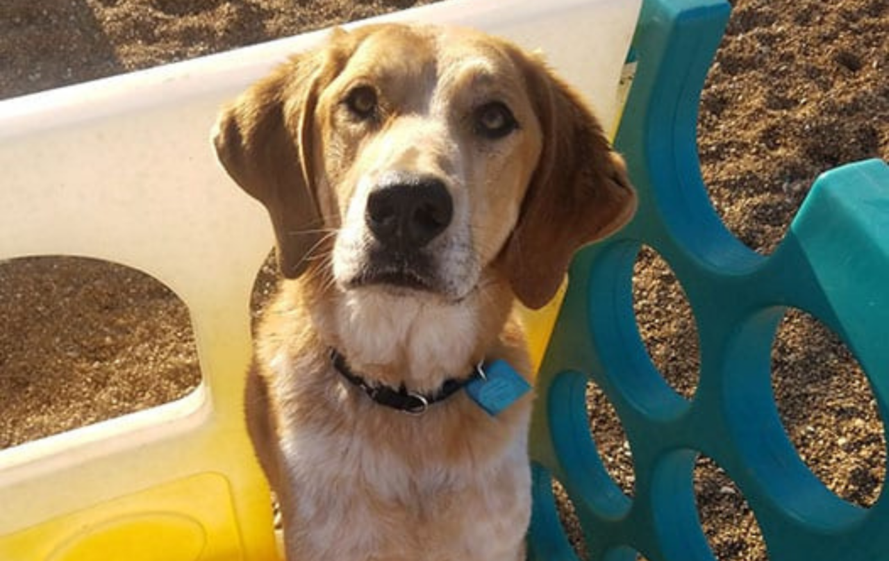 Springfield, MO 65804 Veterinary Services | Spring Valley Veterinary ...