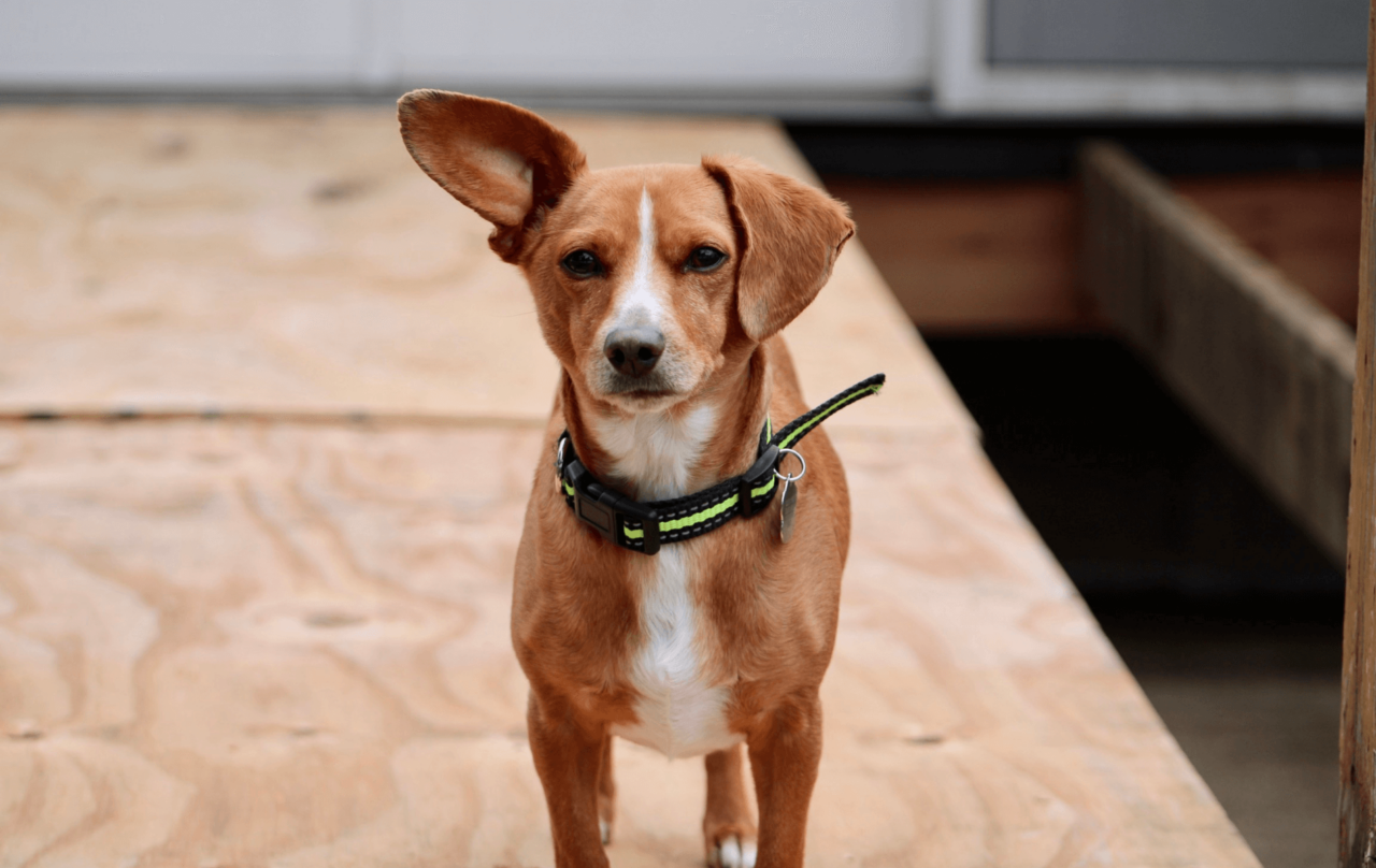 Springfield, MO 65804 Veterinary Services | Spring Valley Veterinary ...