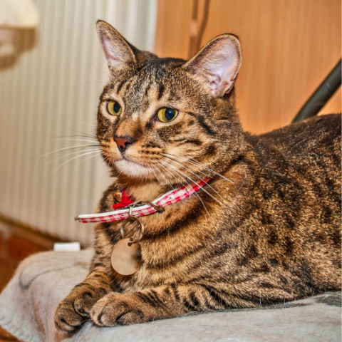 Pet Shopping | Spring Valley Veterinary Hospital